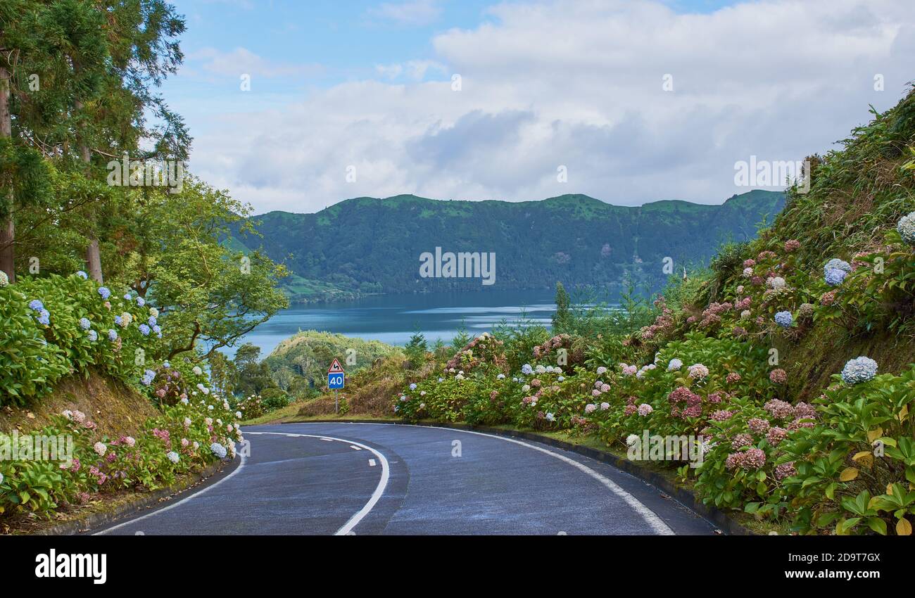 Hydrangeas azores hi-res stock photography and images - Alamy
