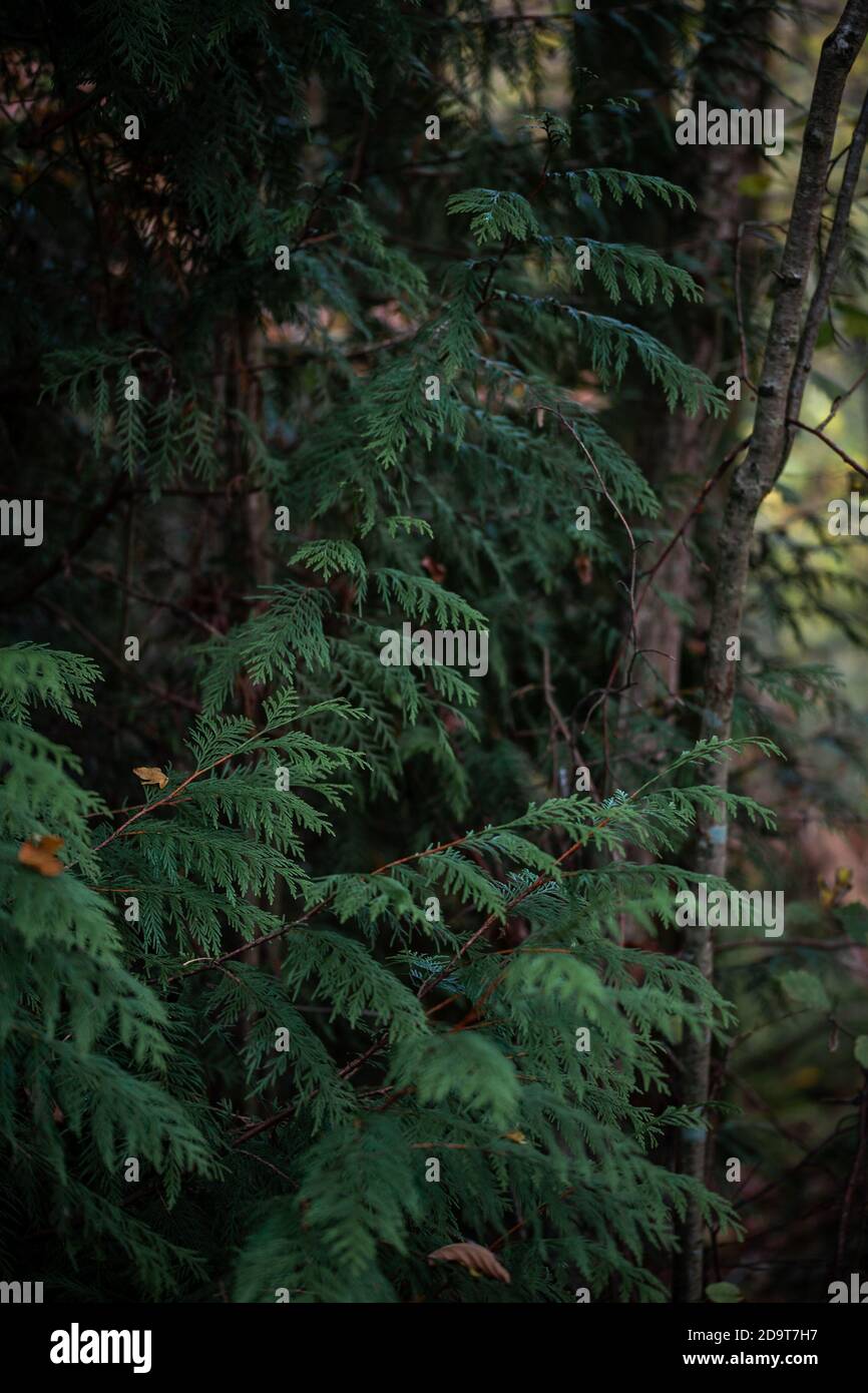 English fern in a forest on an autumn day in Hampshire, United Kingdom ...