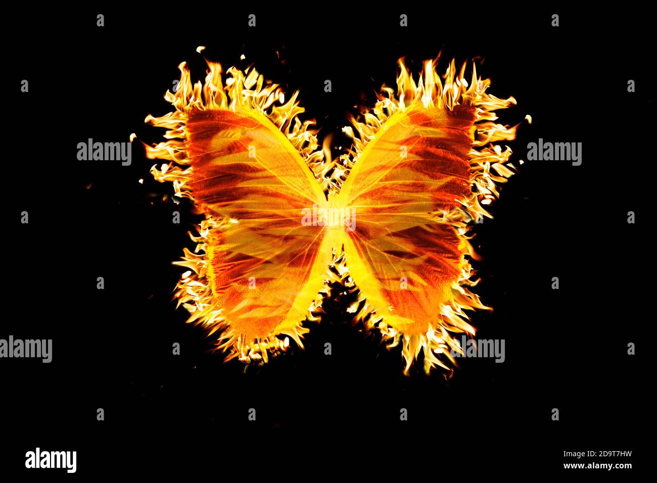 beautiful fire butterfly isolated on black background Stock Photo - Alamy
