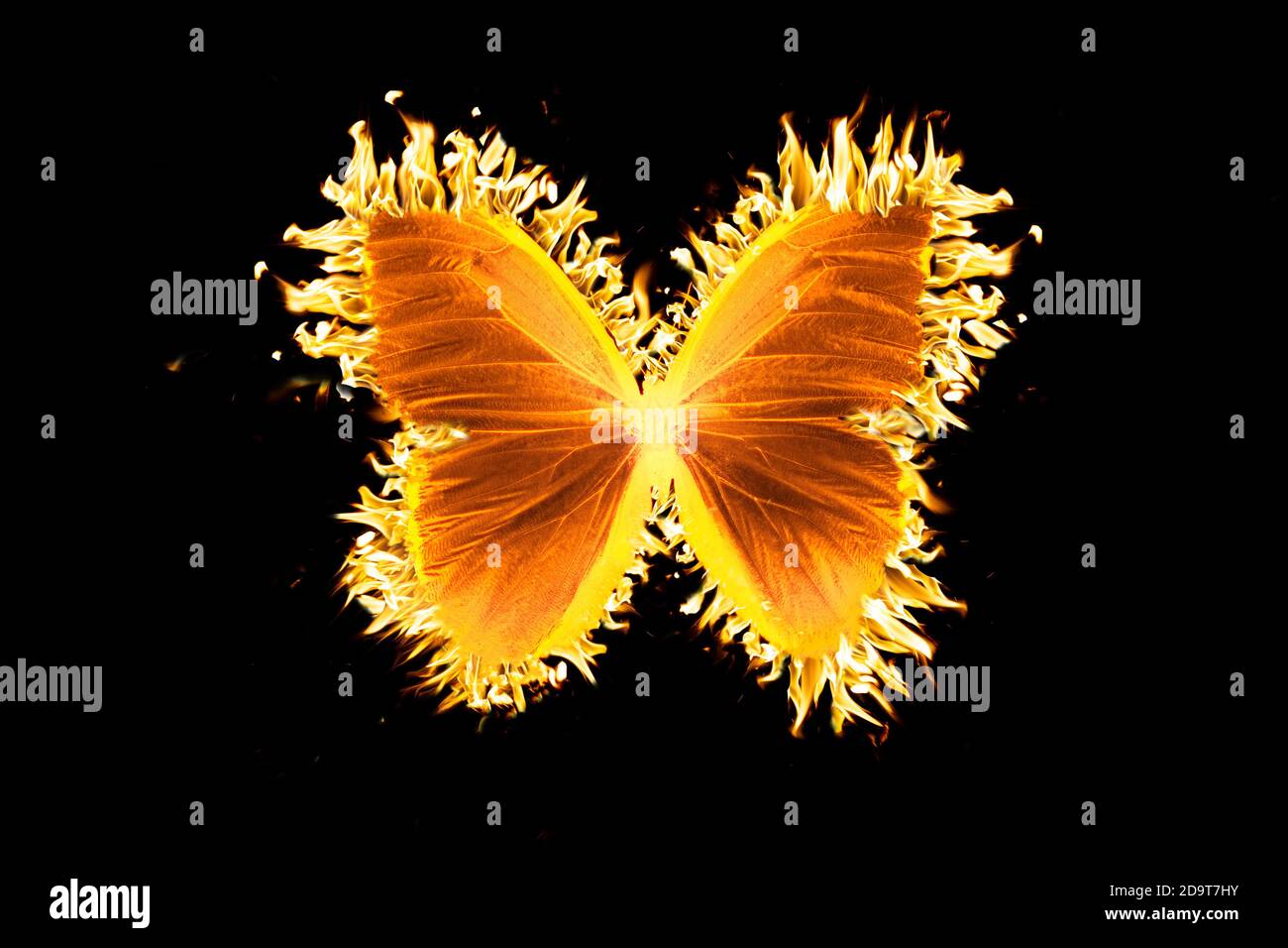 Fire And Ice Butterflies