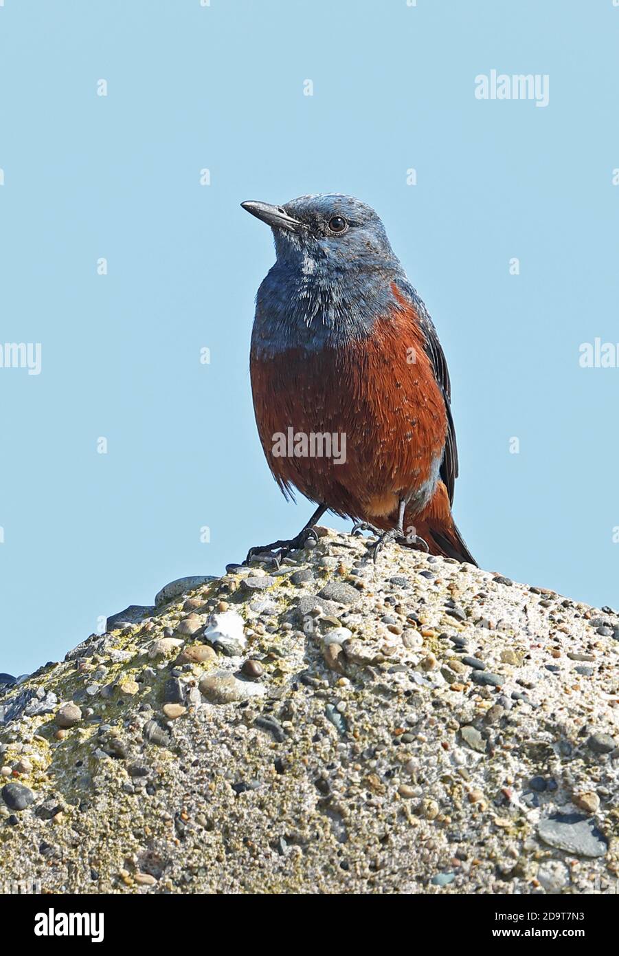 Blue rock thrush bird hi-res stock photography and images - Alamy