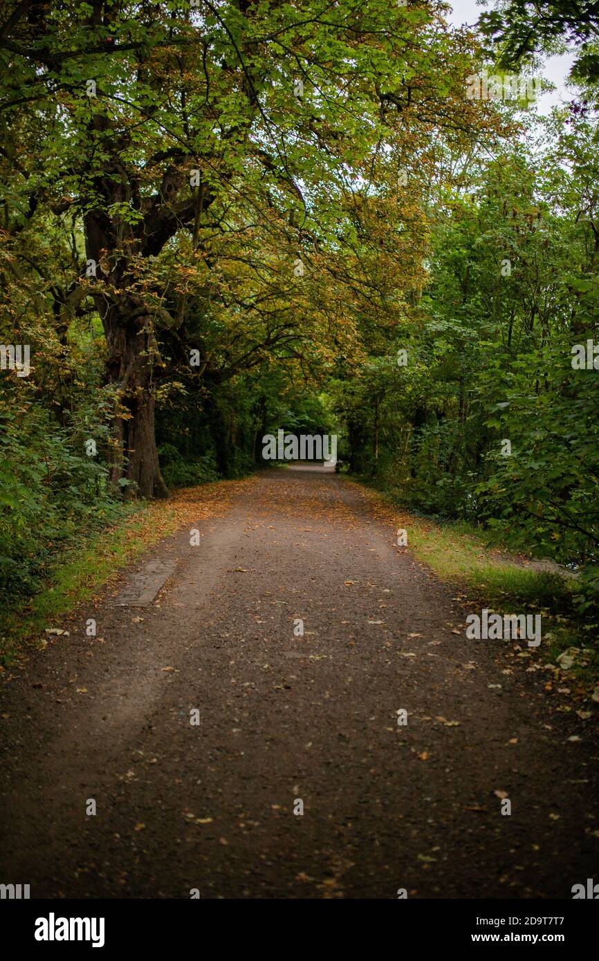Portrait View of a Mysterious Long Path Surrounded by Trees and Plants ...