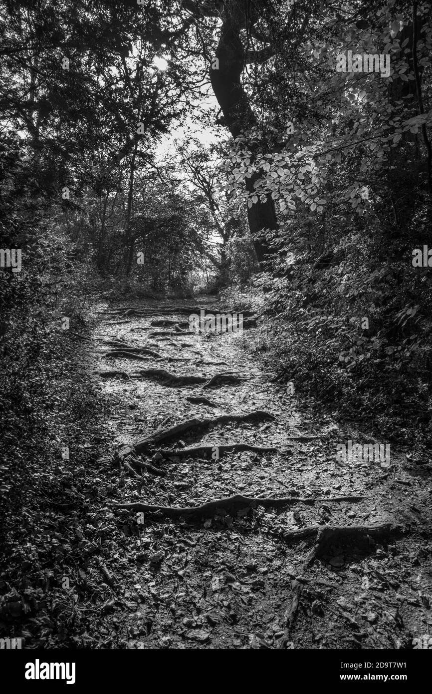 old walking path left to go back to nature Stock Photo - Alamy