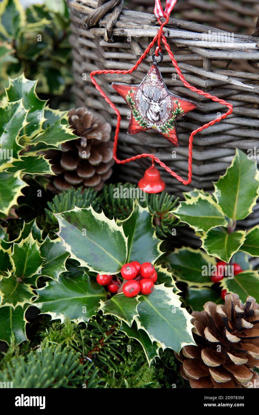 Red Christmas star decoration with holly AVAILABLE UK USE ONLY - PLEASE ...