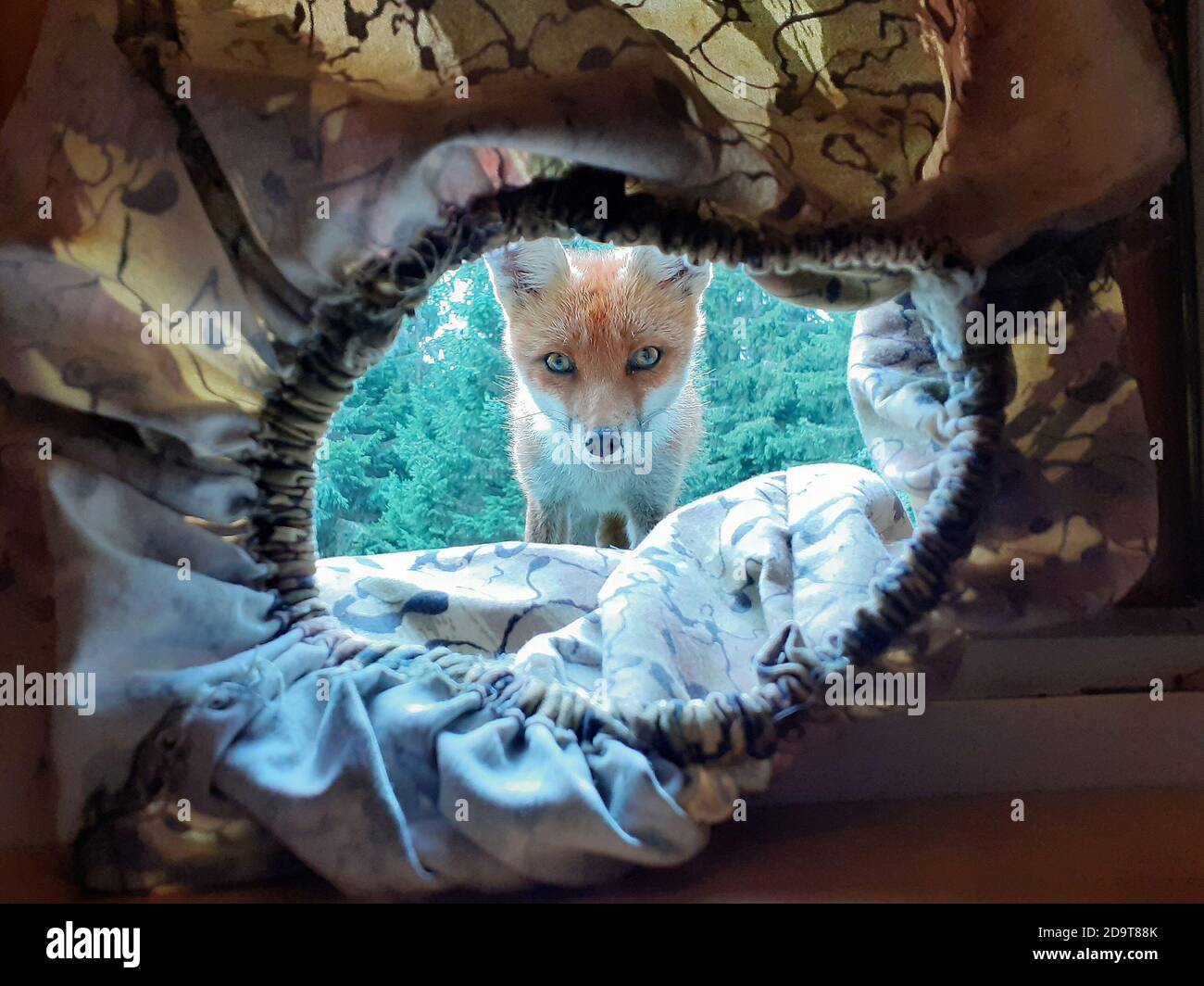 Fox spying on a photographer inside a hide Stock Photo - Alamy