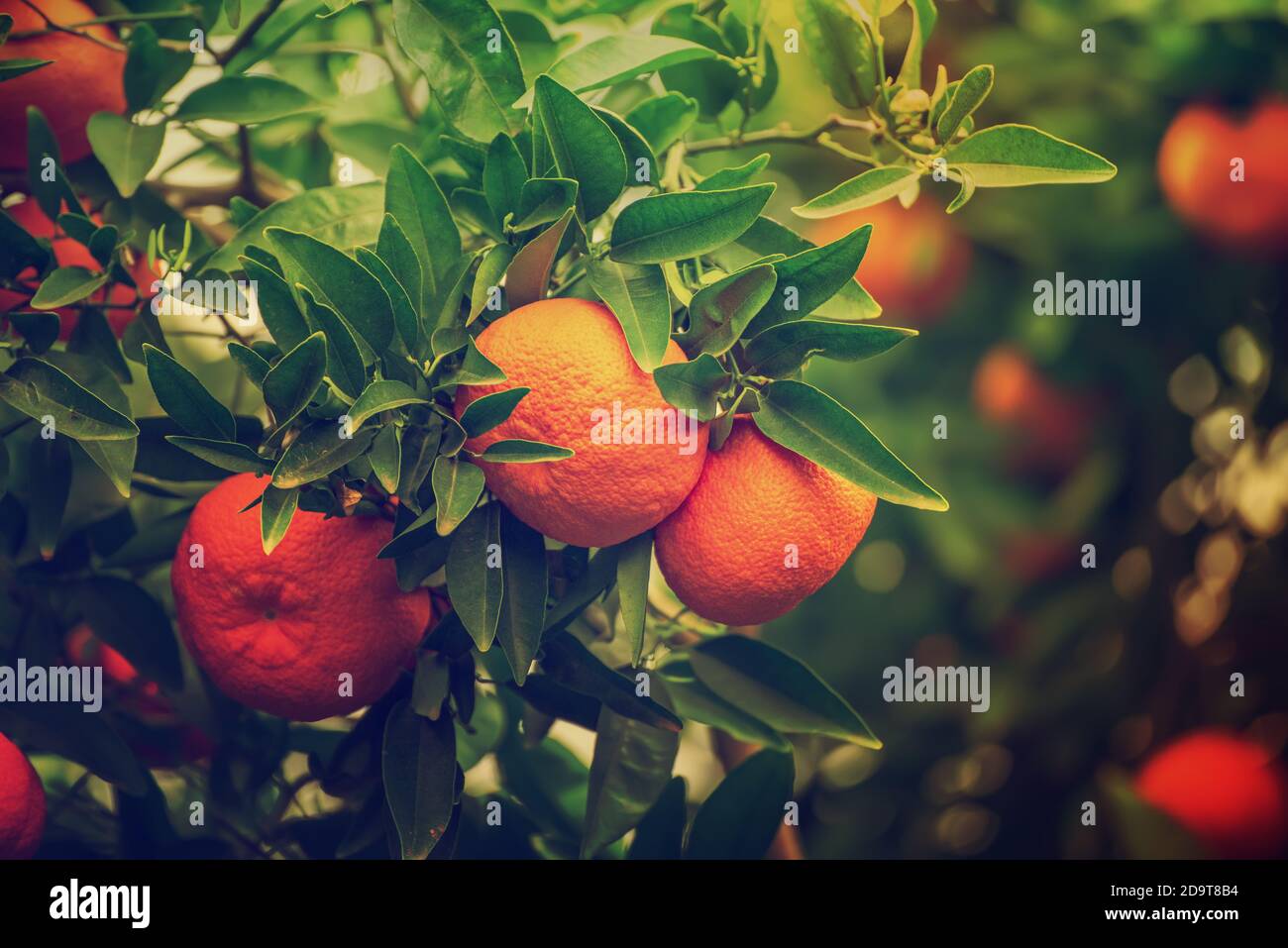 Tangerine garden with green leaves and ripe fruits. Mandarin orchard ...