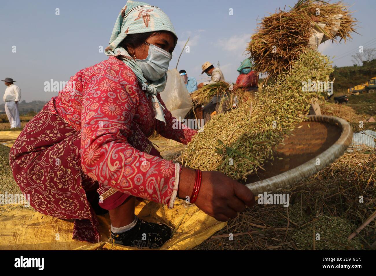Khokana, Nepal. 7th Nov, 2020. Nepali farmers winnow rice as the ...