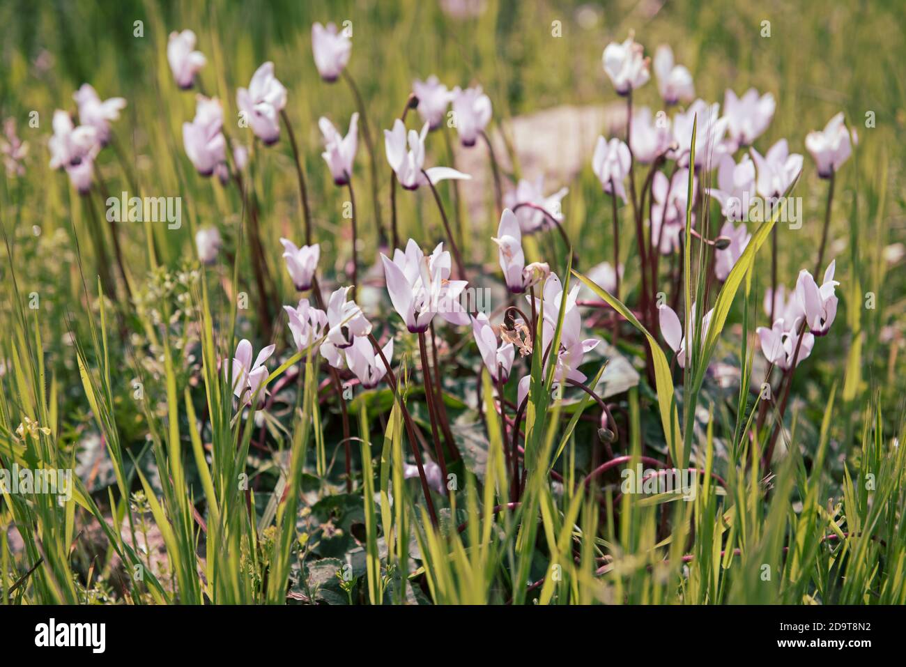 Spring time in cyprus hi-res stock photography and images - Alamy