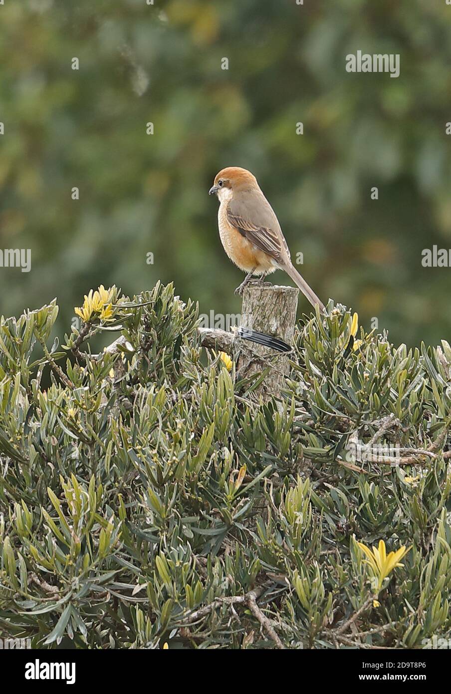 Bull-headed Shrike (Lanius bucephalus bucephalus) adult perched on top ...