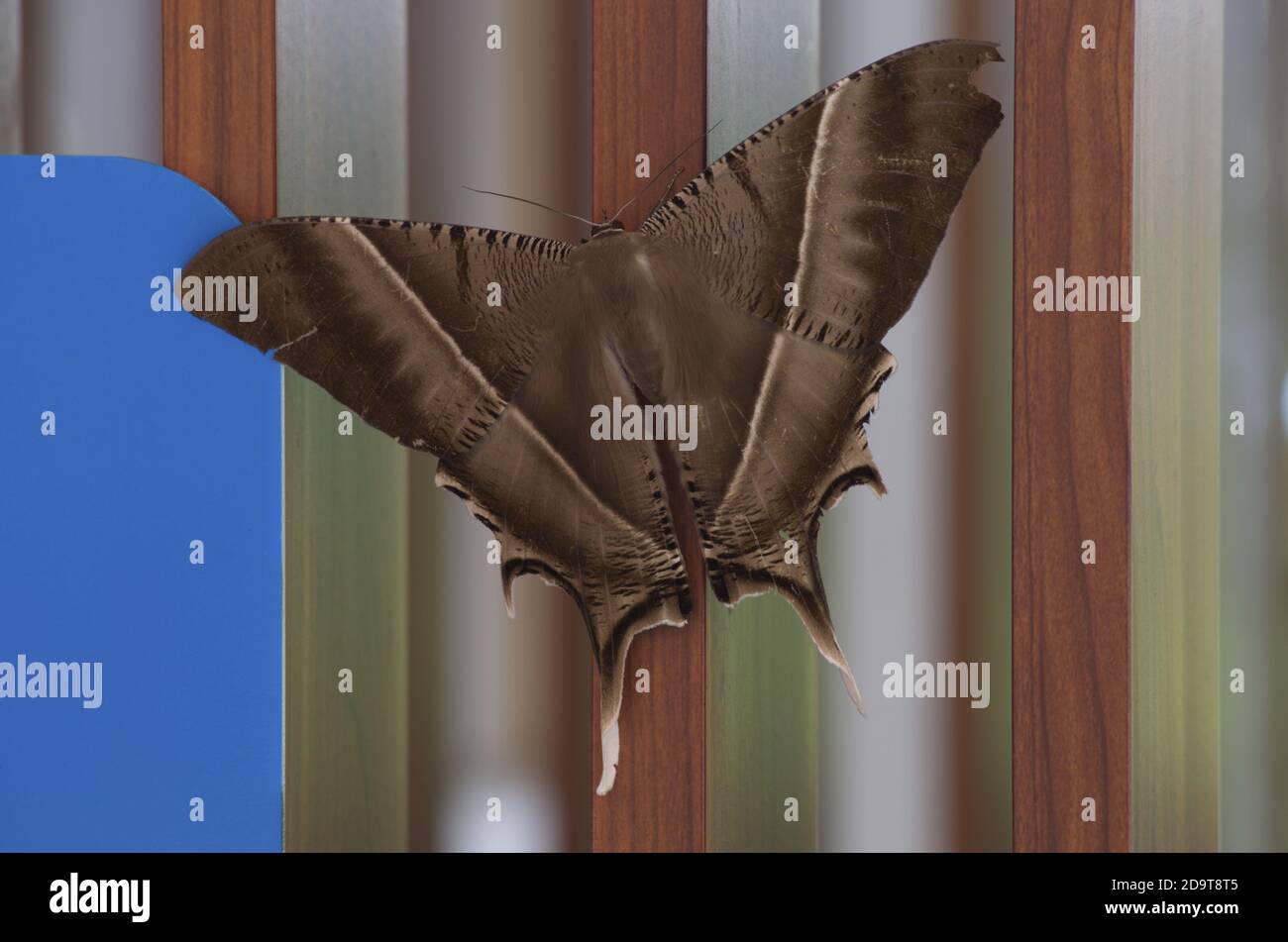 Wing slats hi-res stock photography and images - Alamy