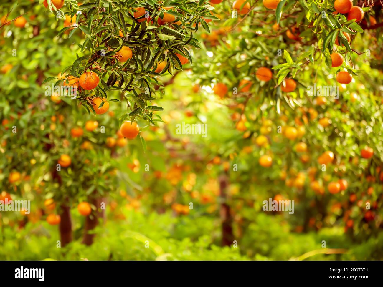 Tangerine sunny garden with green leaves and ripe fruits. Mandarin ...