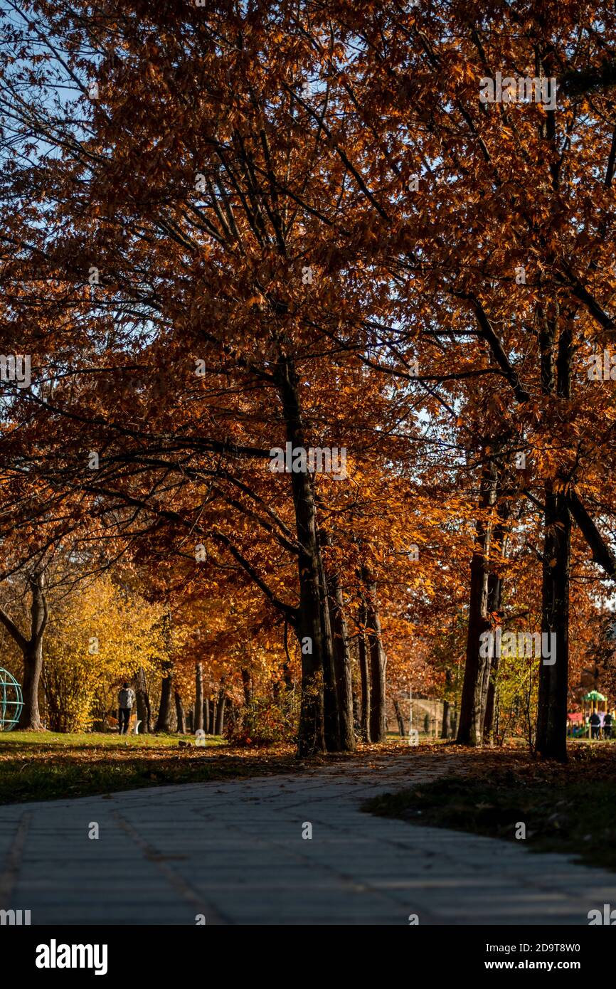 Orange trees in a park. Autumn colours on trees. Orange yellow leaves ...