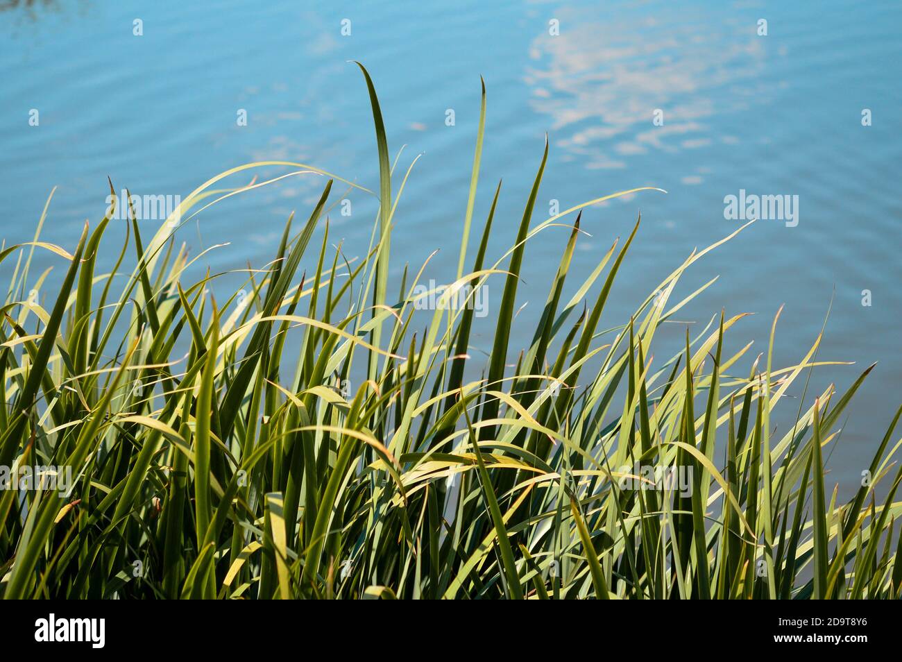 Shot of grass and leaves on the tranquil waterscape background, texture ...