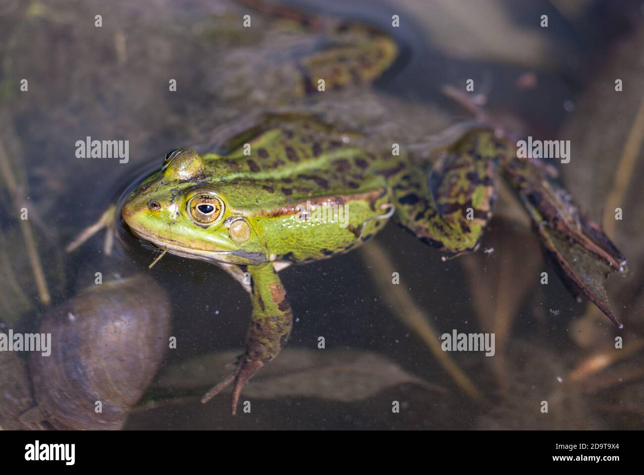 Drifting frog hi-res stock photography and images - Alamy