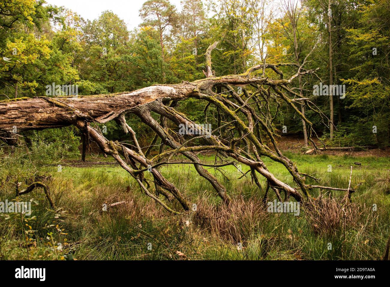 a fallen tree in the forest near Chorin, Brandenburg Stock Photo - Alamy