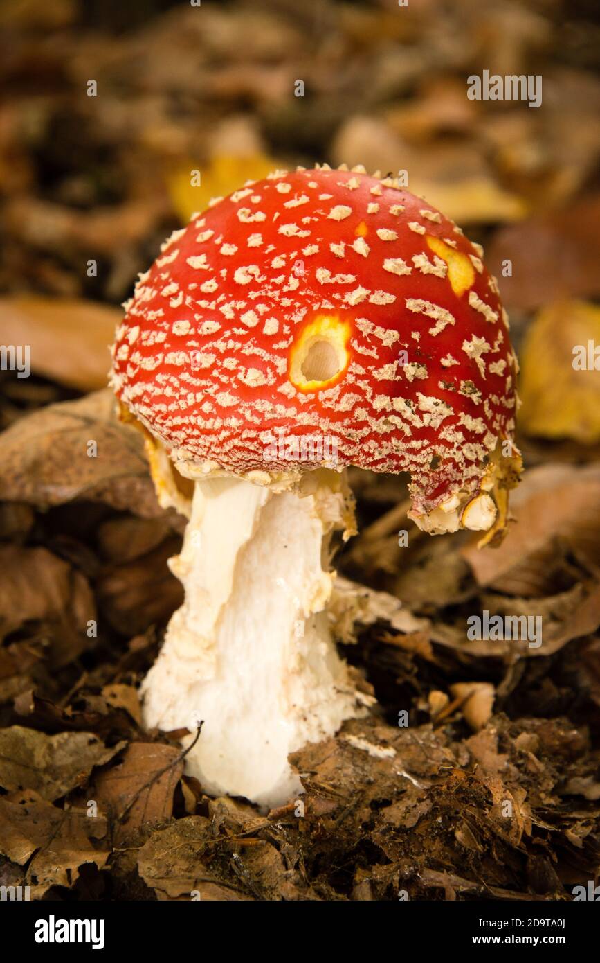 bright red fly agaric mushroom in a Brandenburg forest Stock Photo - Alamy