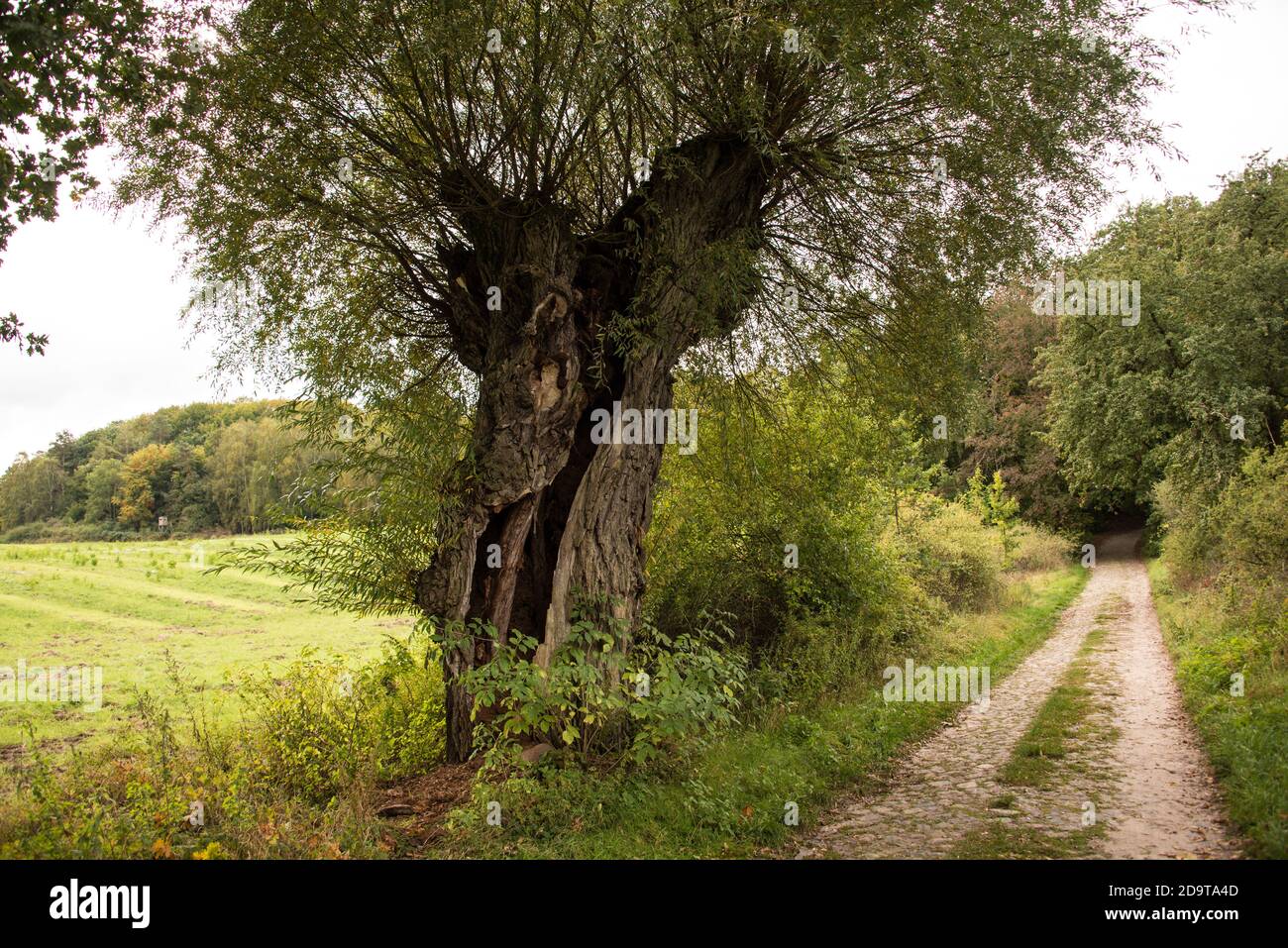 Tree life cycle hi-res stock photography and images - Alamy