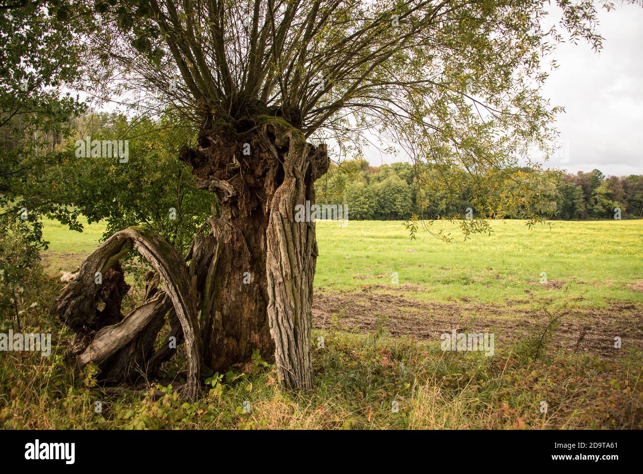 Life cycle of a tree hi-res stock photography and images - Alamy