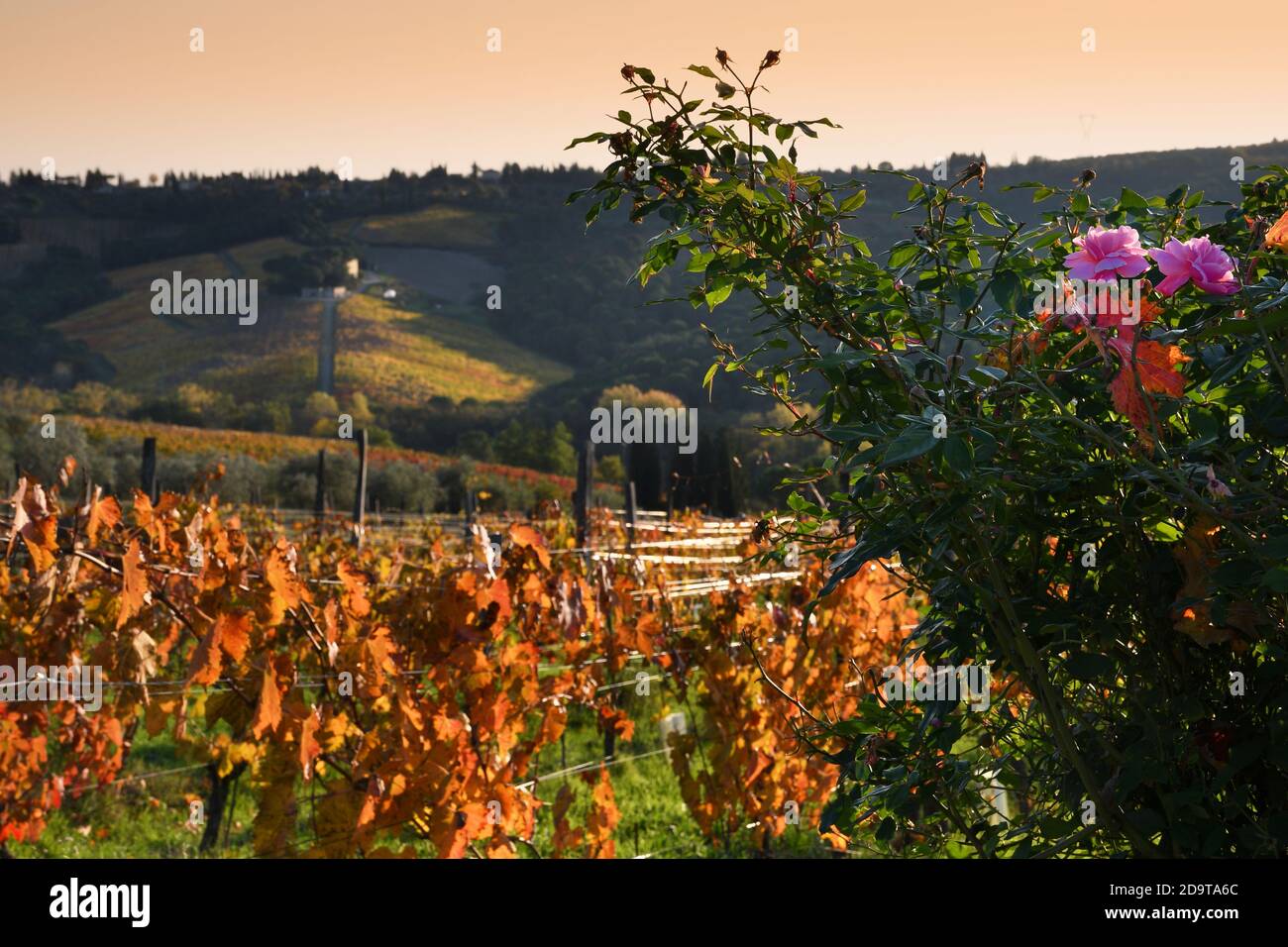 pink roses and rows of colorful vines during the fall season in Tuscany ...
