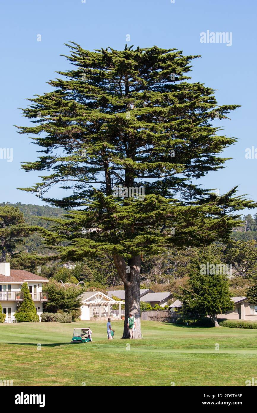 Pebble beach golf hi-res stock photography and images - Alamy