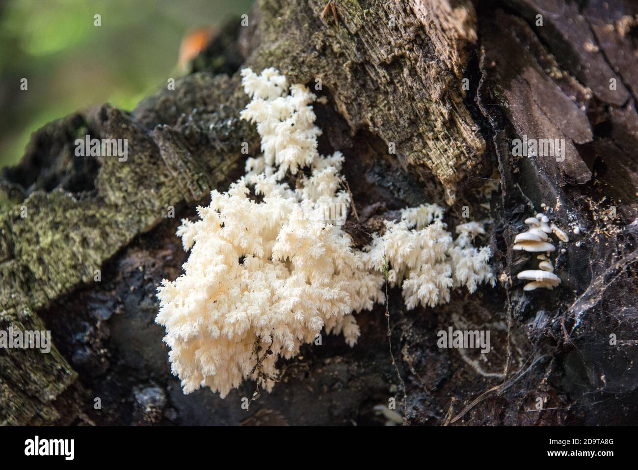 Baumpilz High Resolution Stock Photography and Images - Alamy