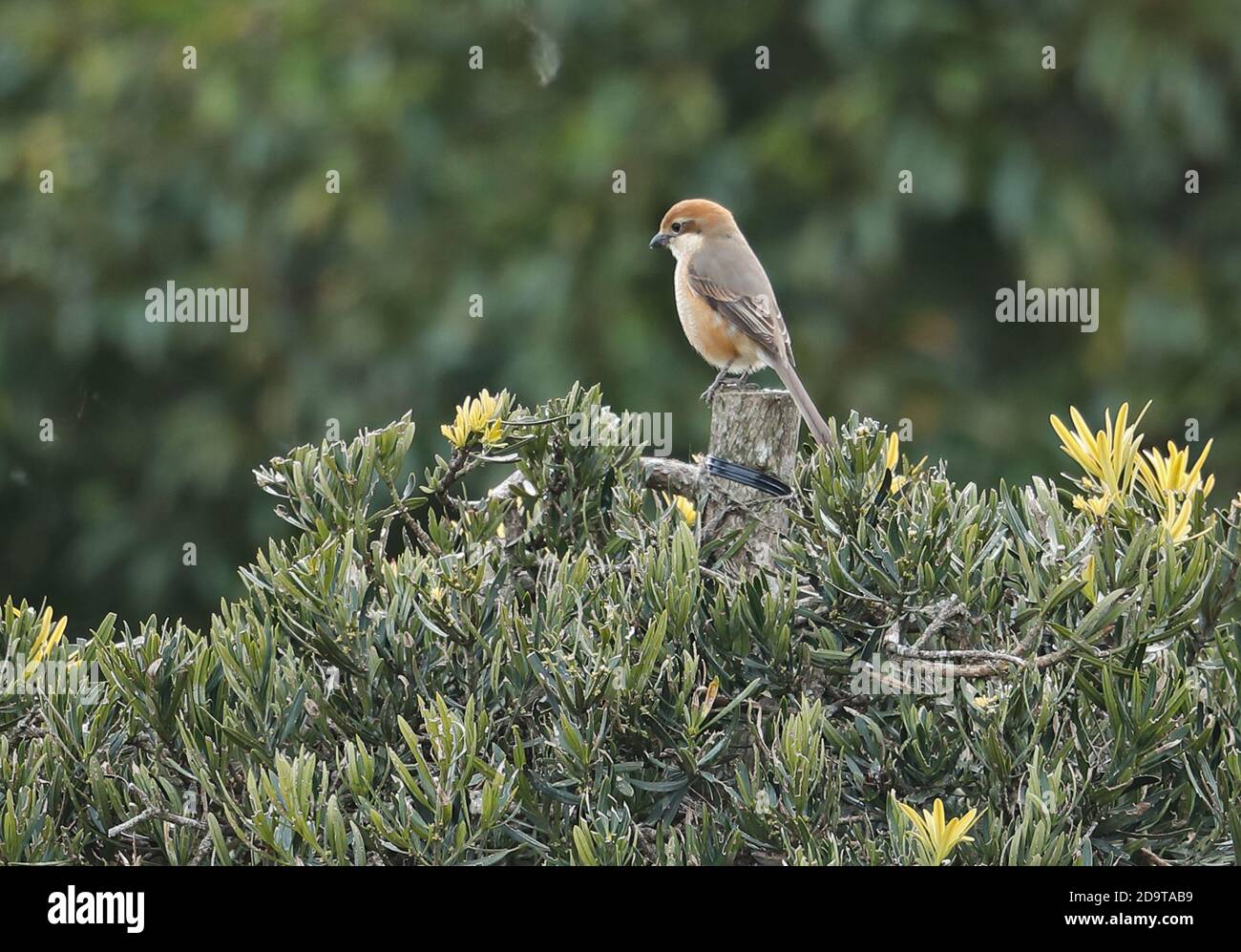 Bull-headed Shrike (Lanius bucephalus bucephalus) adult perched on top ...