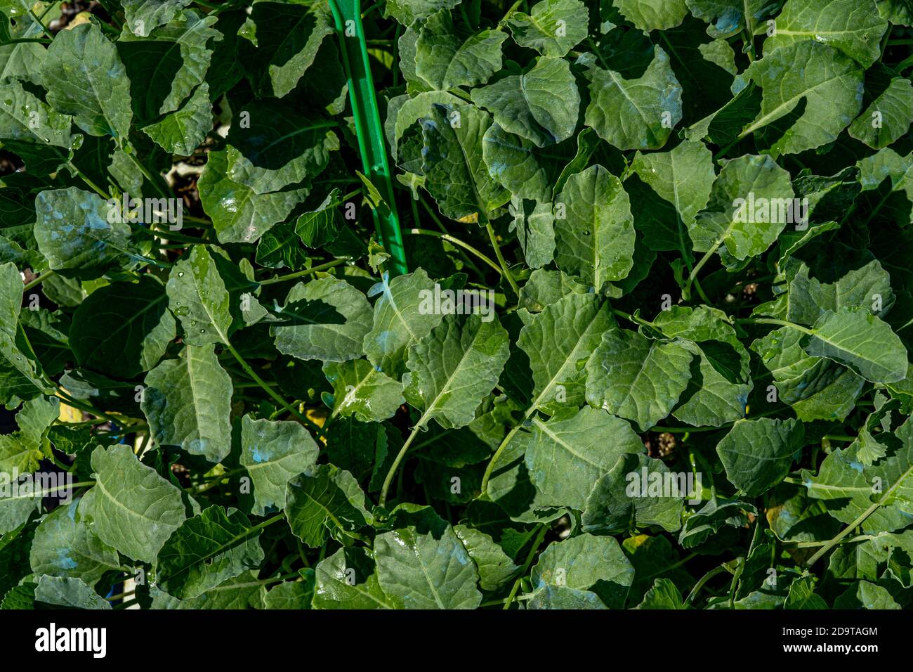 Young cabbage seedlings growing in greenhouse, organic farming Stock ...
