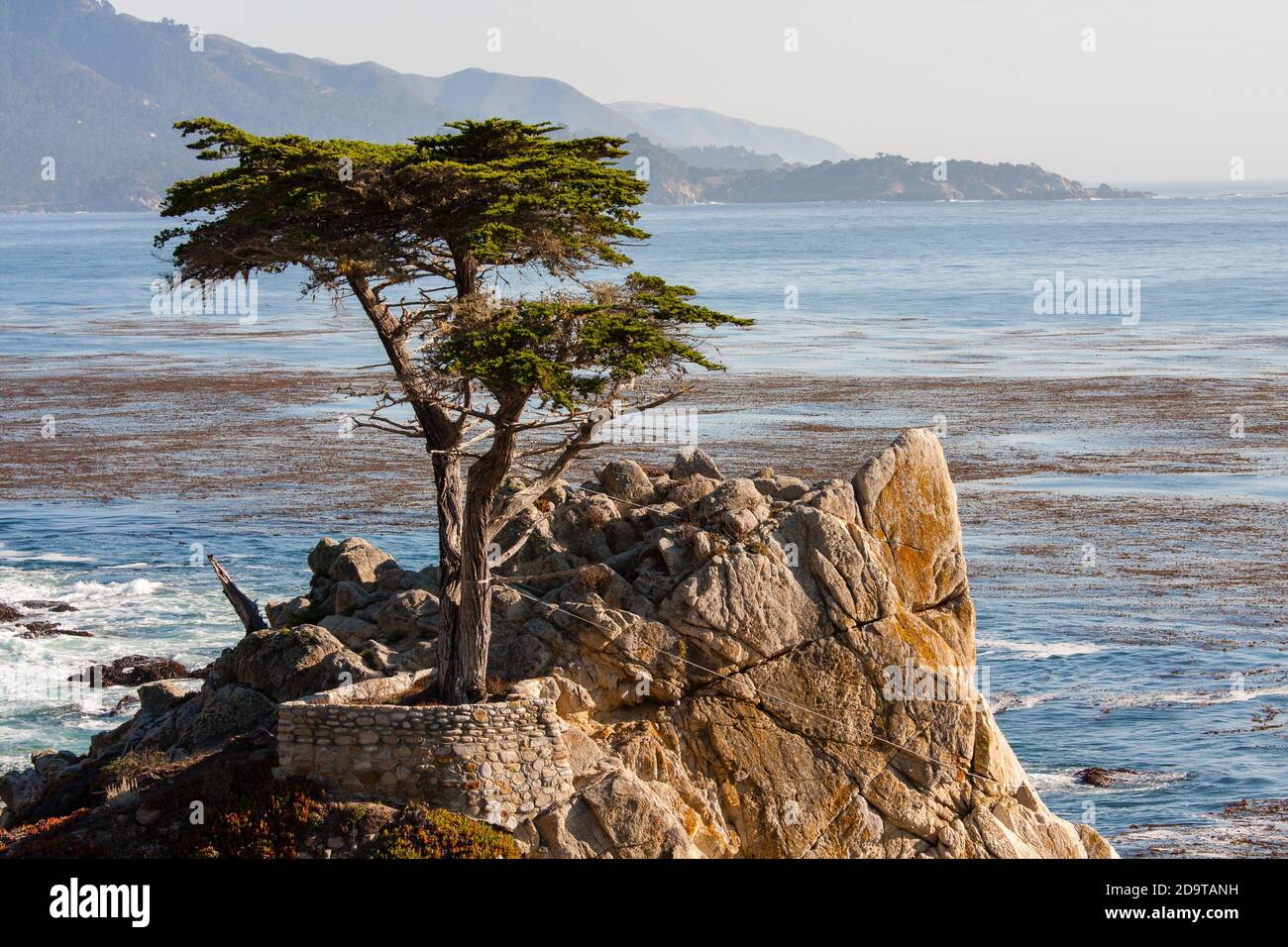 The Lone Cypress in Pebble Beach, California Stock Photo - Alamy