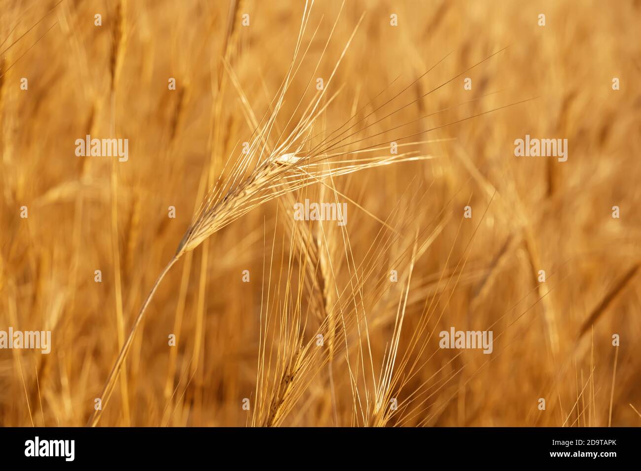 Soft pastel spring grass background hi-res stock photography and images ...