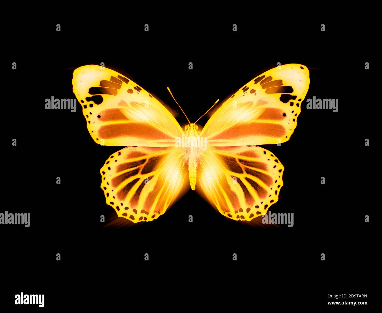 beautiful fire butterfly isolated on black background Stock Photo - Alamy