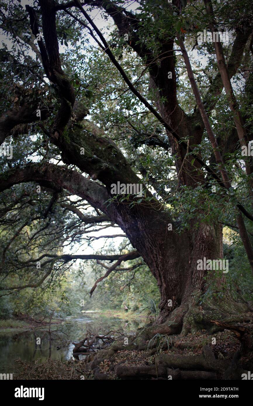 This old oak tree stands tall and twisted at the edge of the water ...