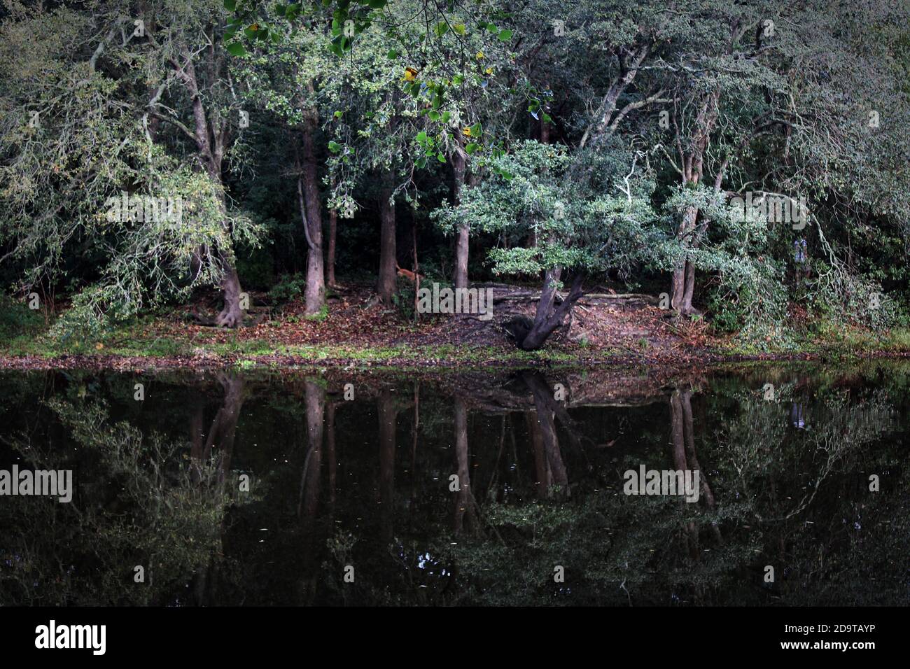 Five trees hi-res stock photography and images - Alamy