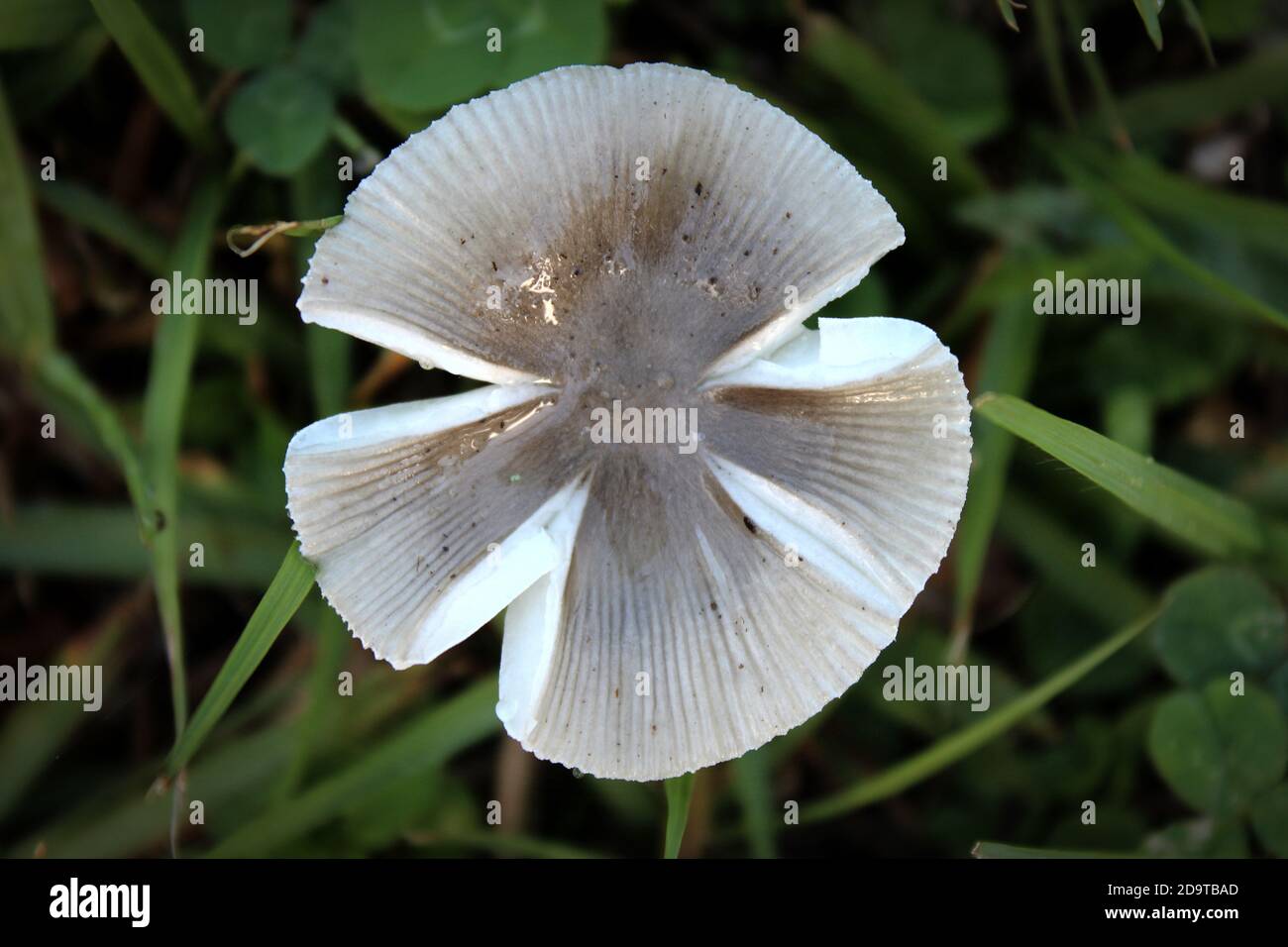 This old stained mushroom has started to split a part Stock Photo - Alamy