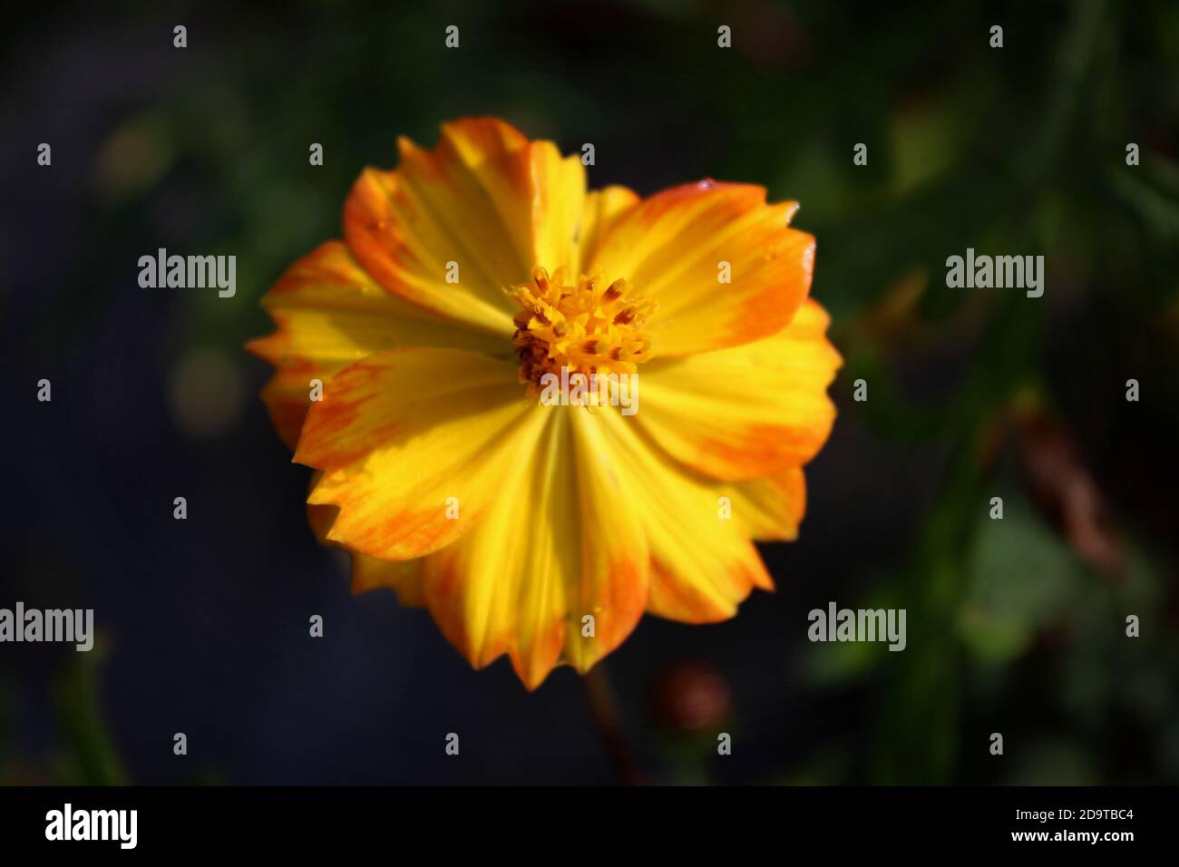 This yellow and orange flower stands out on its soft blurred background ...