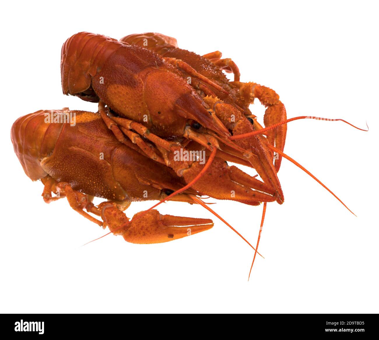 White claw crayfish hi-res stock photography and images - Alamy