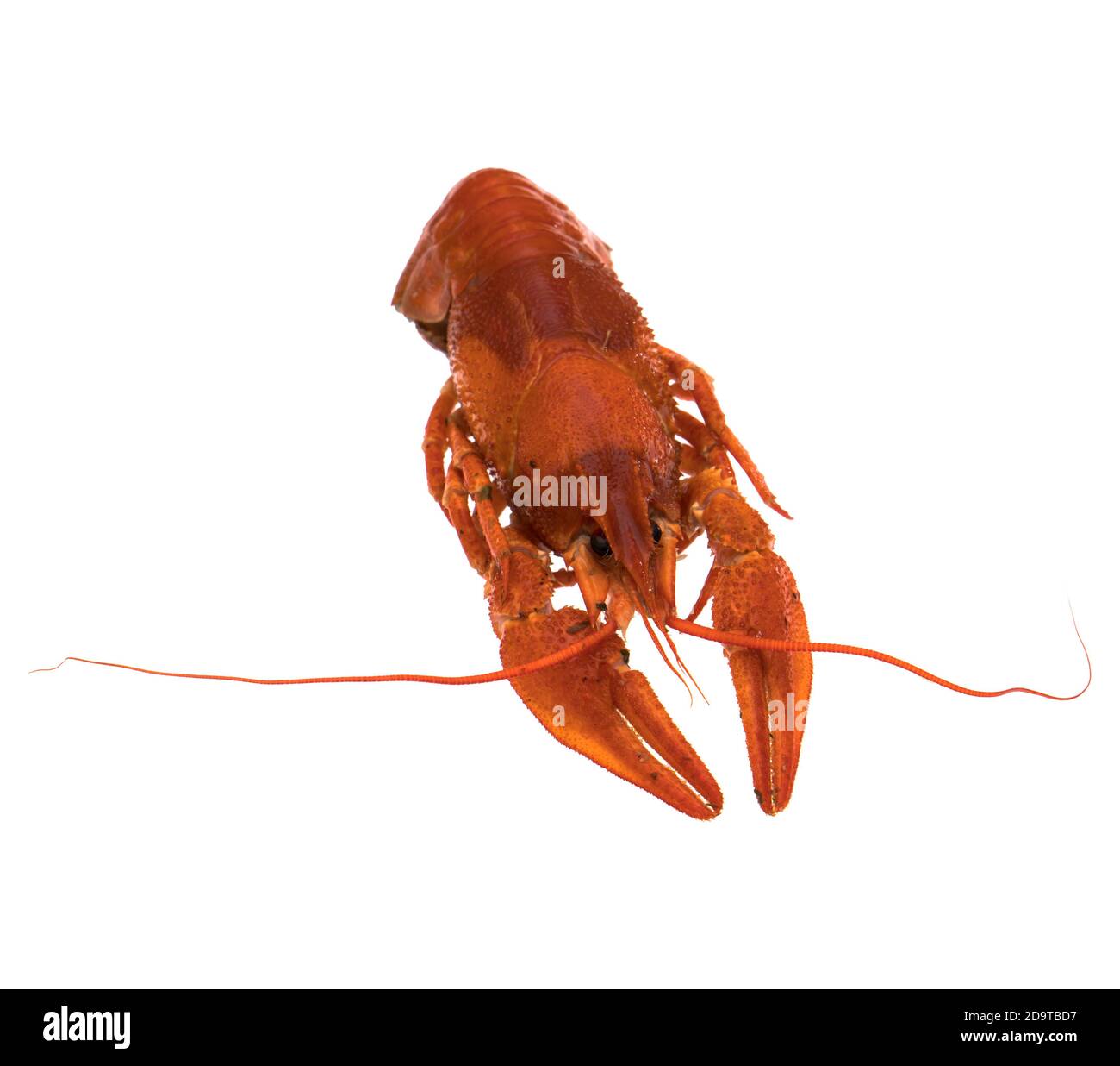 Crayfish red hi-res stock photography and images - Alamy