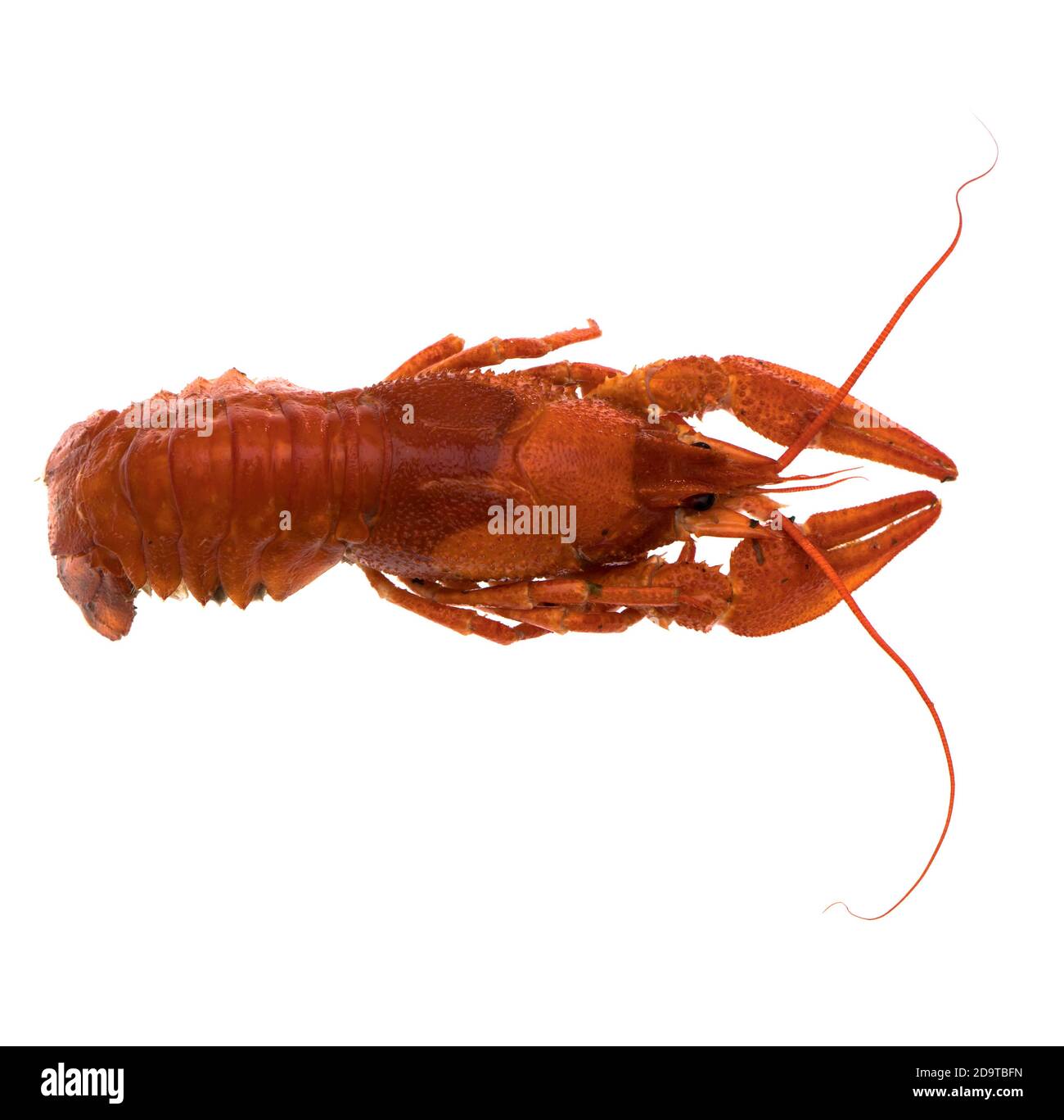 White claw crayfish hi-res stock photography and images - Alamy