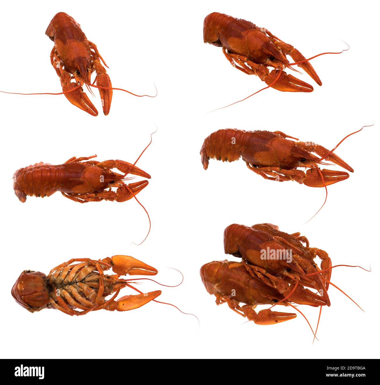 Crayfish red color, on a white background in isolation, Collage Stock ...