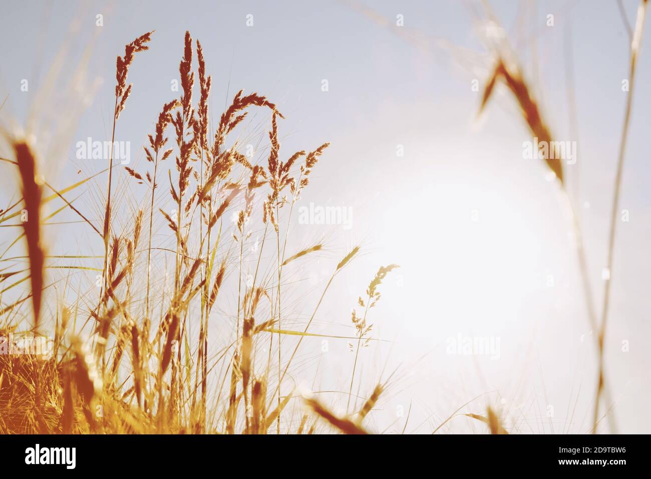 Pampas grass outdoor in light pastel colors. Sunny Stock Photo - Alamy