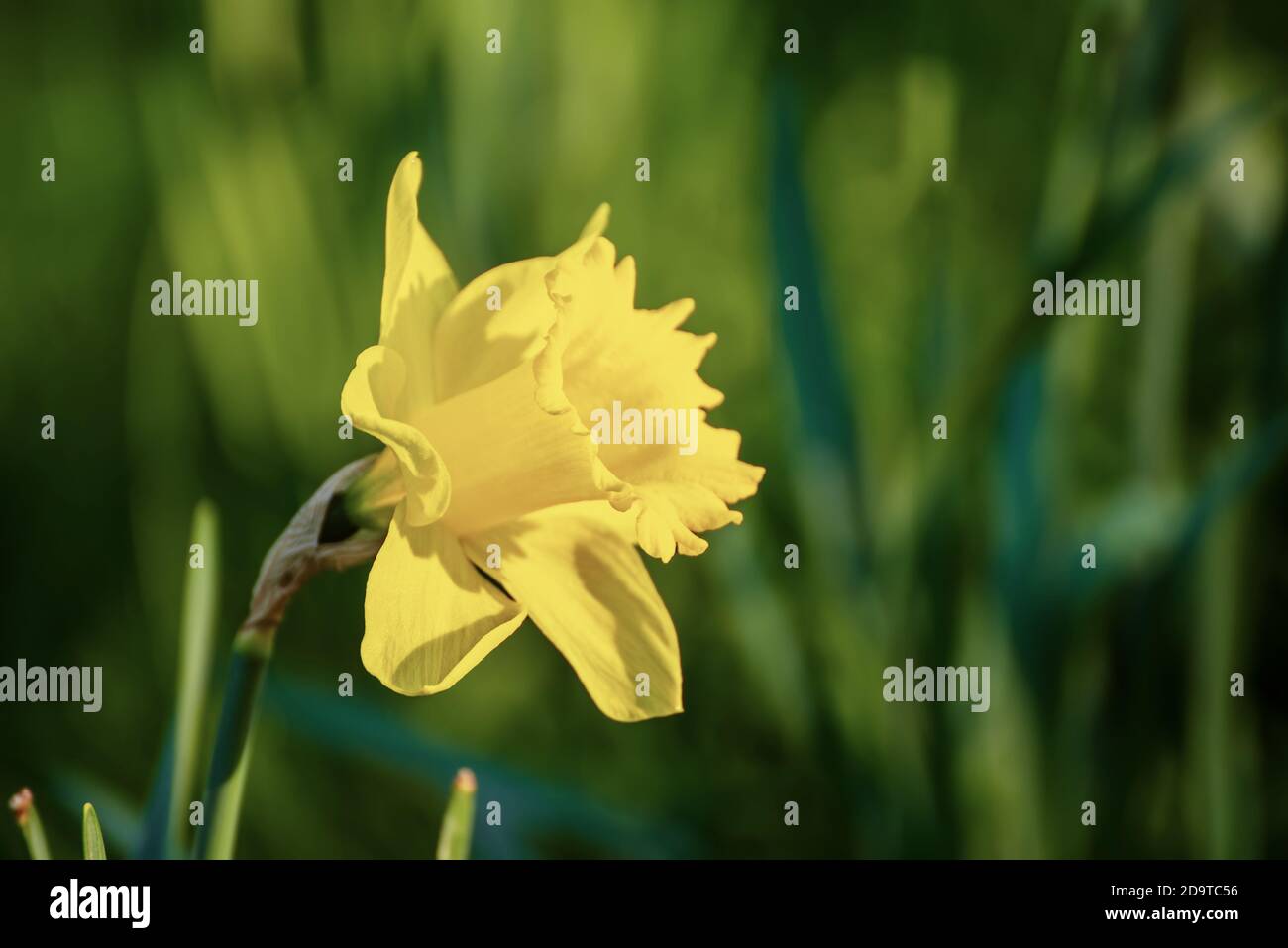 Beautiful yellow single daffodil flower in spring time, natural ...