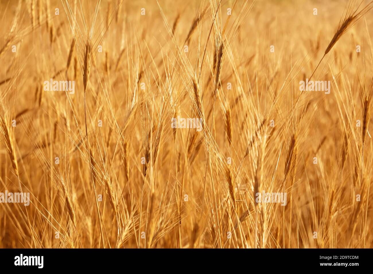 Pampas grass outdoor in light pastel colors. Sunny Stock Photo - Alamy