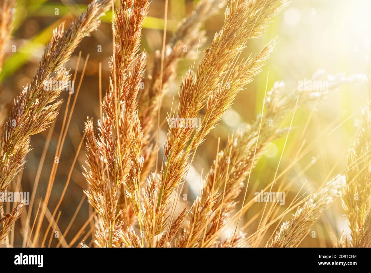 Pampas grass outdoor in light pastel colors. Sunny Stock Photo - Alamy