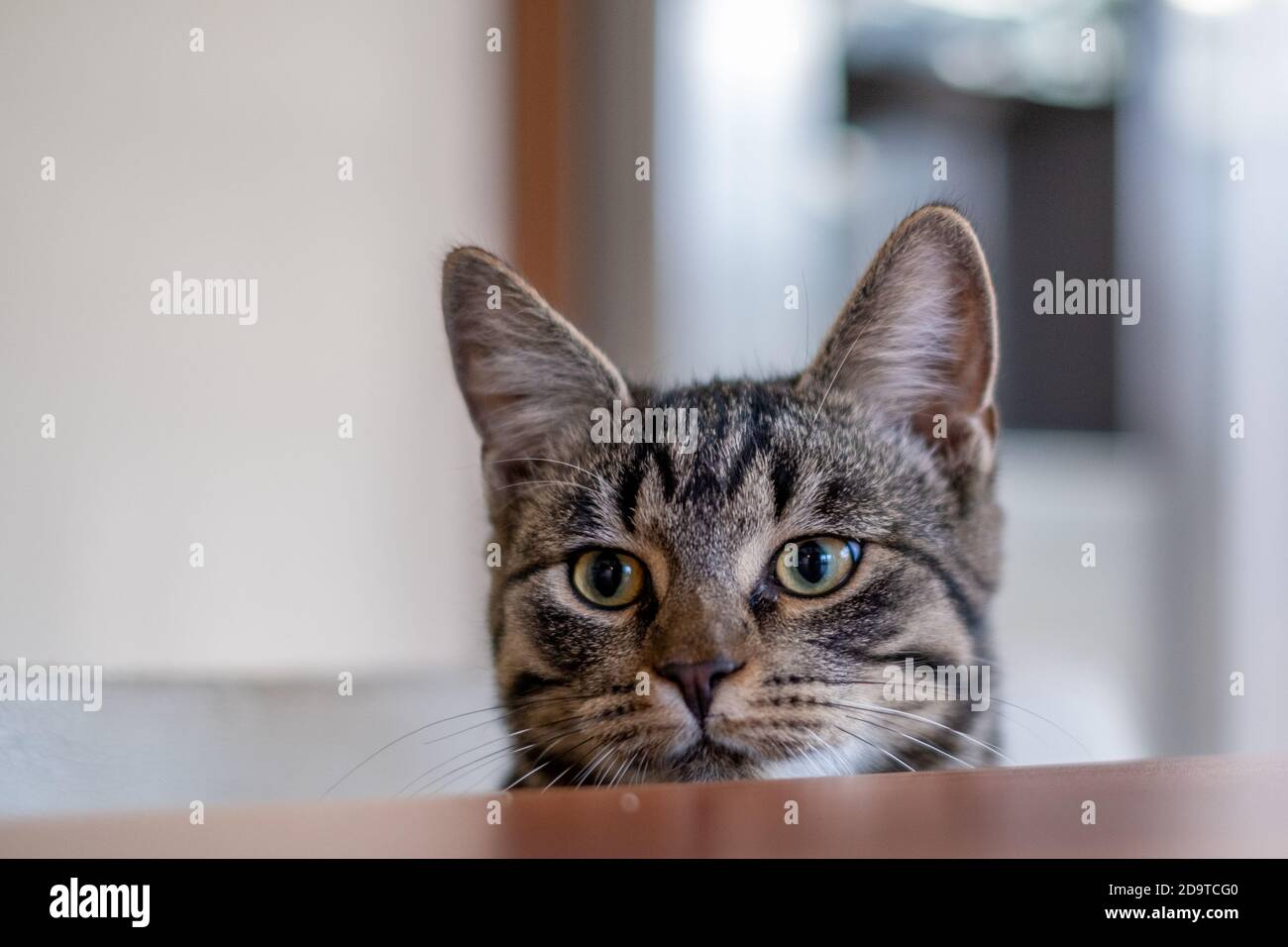 a grey European house cat looks curiously over a kitchen worktop Stock ...