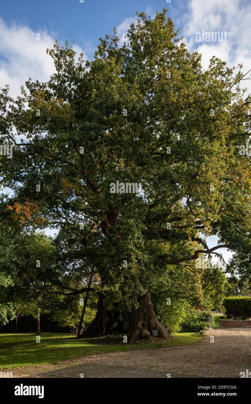 Marton oak hi-res stock photography and images - Alamy