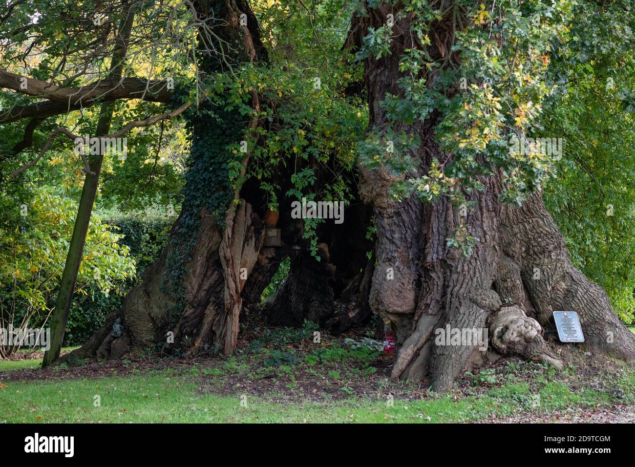 Marton oak hi-res stock photography and images - Alamy
