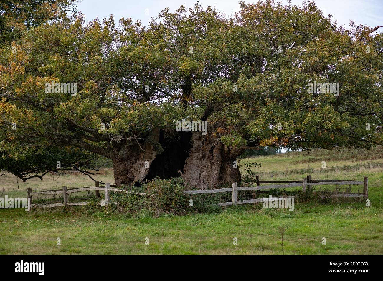 Queen elizabeth oak cowdray park hi-res stock photography and images ...