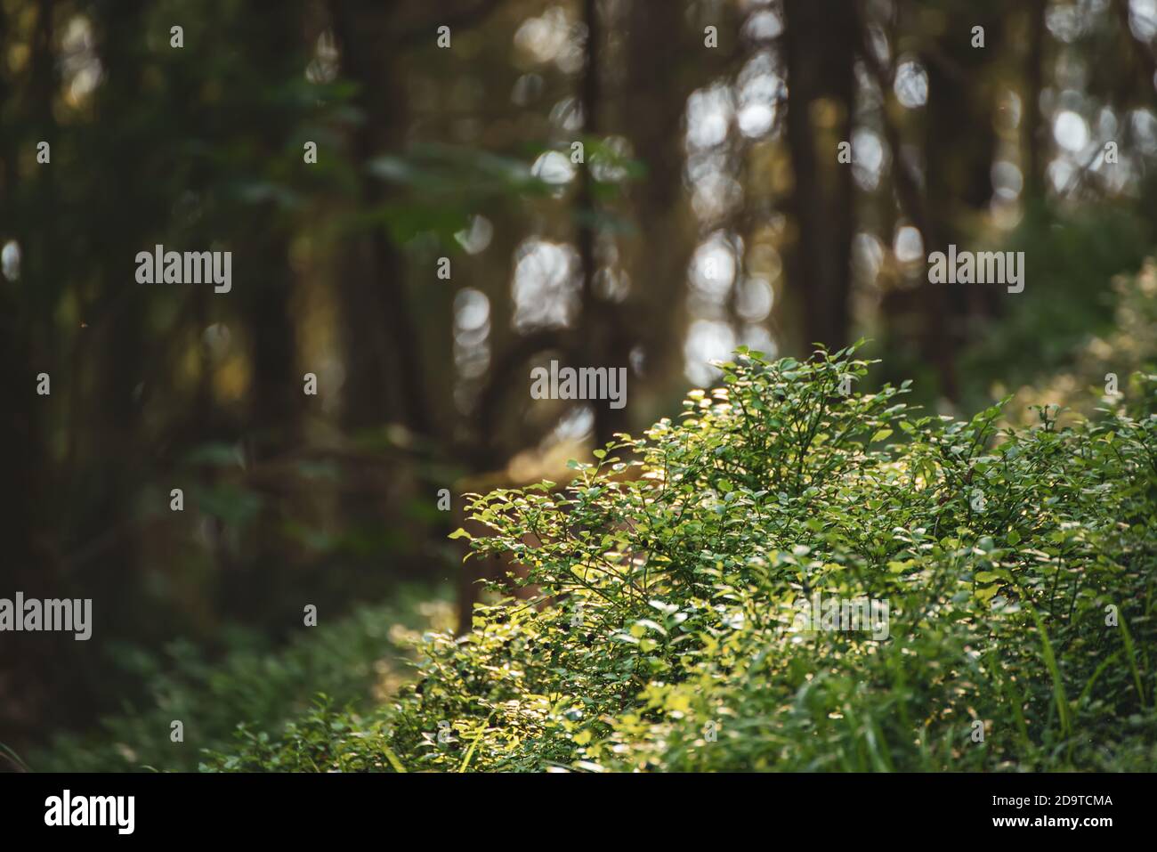 Dark moody forest background with green trees and plants, natural ...
