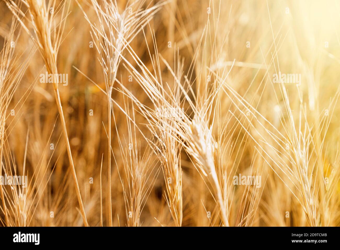 Pampas grass outdoor in light pastel colors. Sunny Stock Photo - Alamy