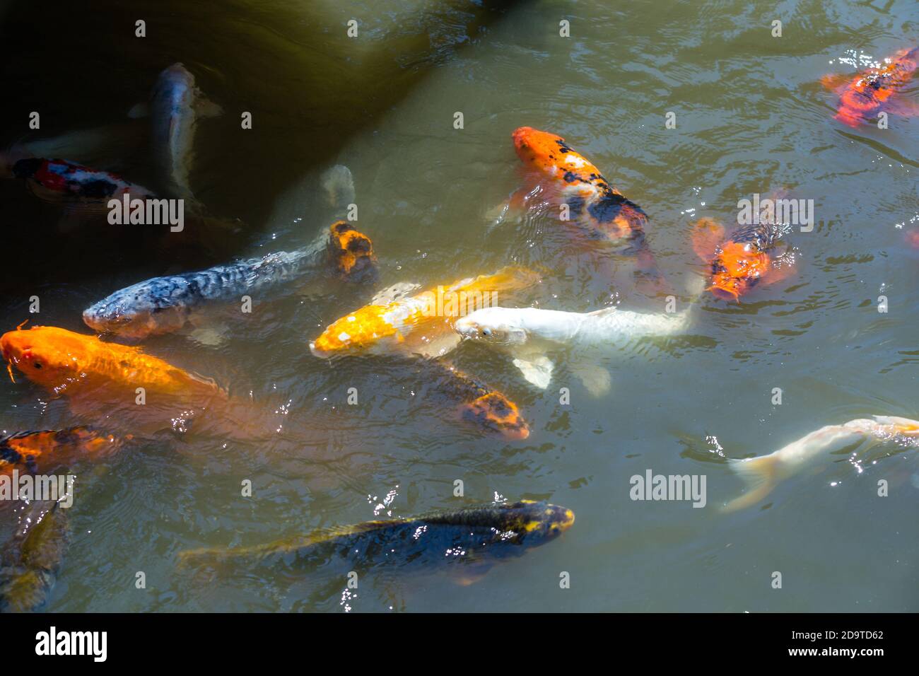 Group Of Carp High Resolution Stock Photography and Images - Alamy