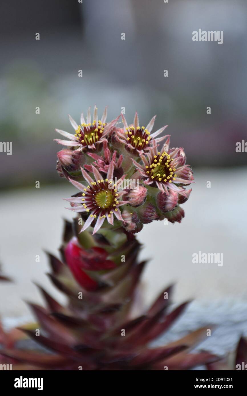 Hens and Chicks Plant bloomed with a few tiny white-pink flowers and ...